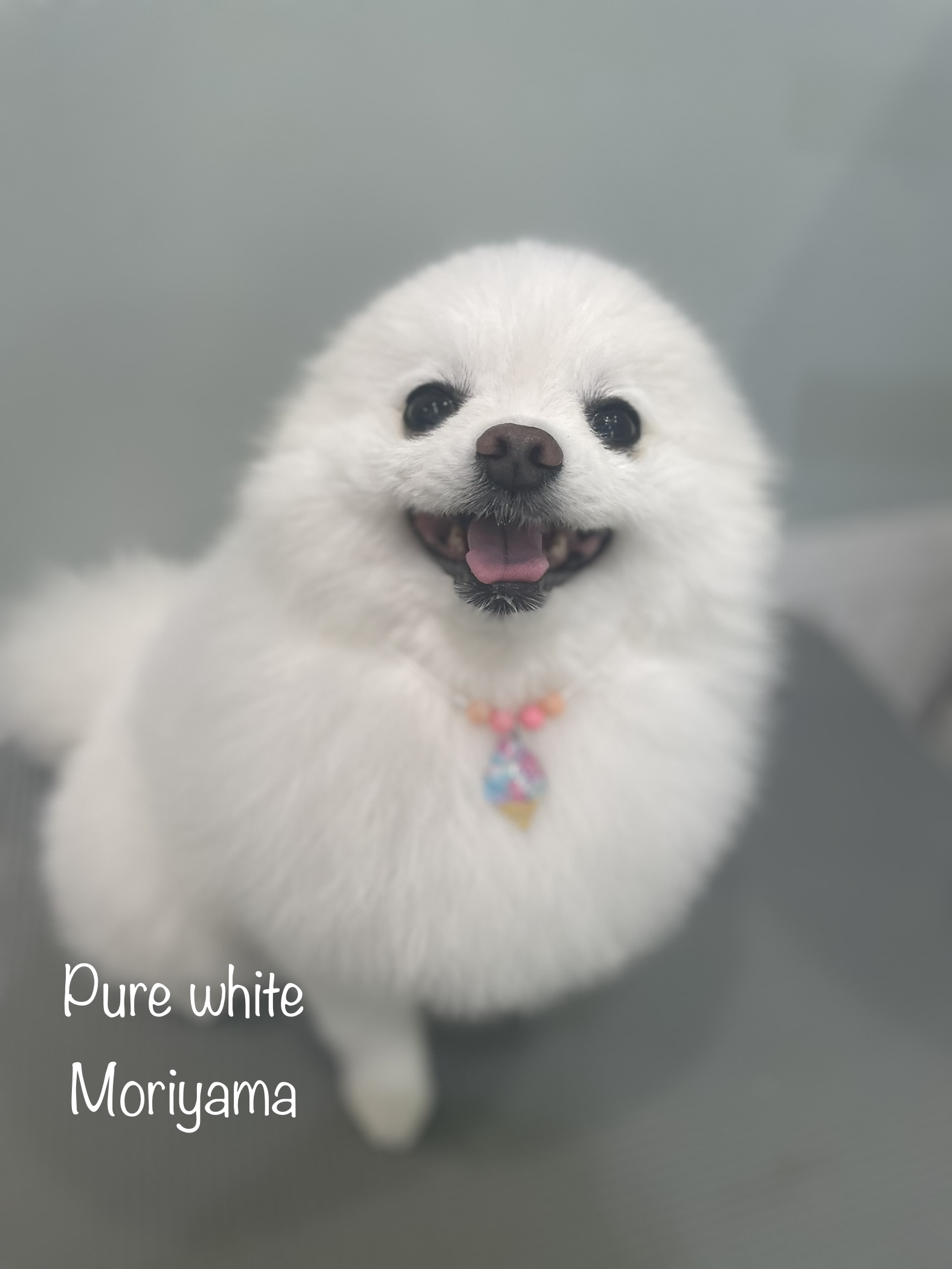 Pure White 守山店 – ecpaystore